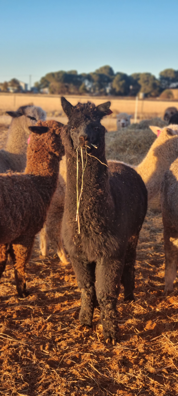 Buy a Bale for an Alpaca | Quentin Park Alpacas & Studio Gallery