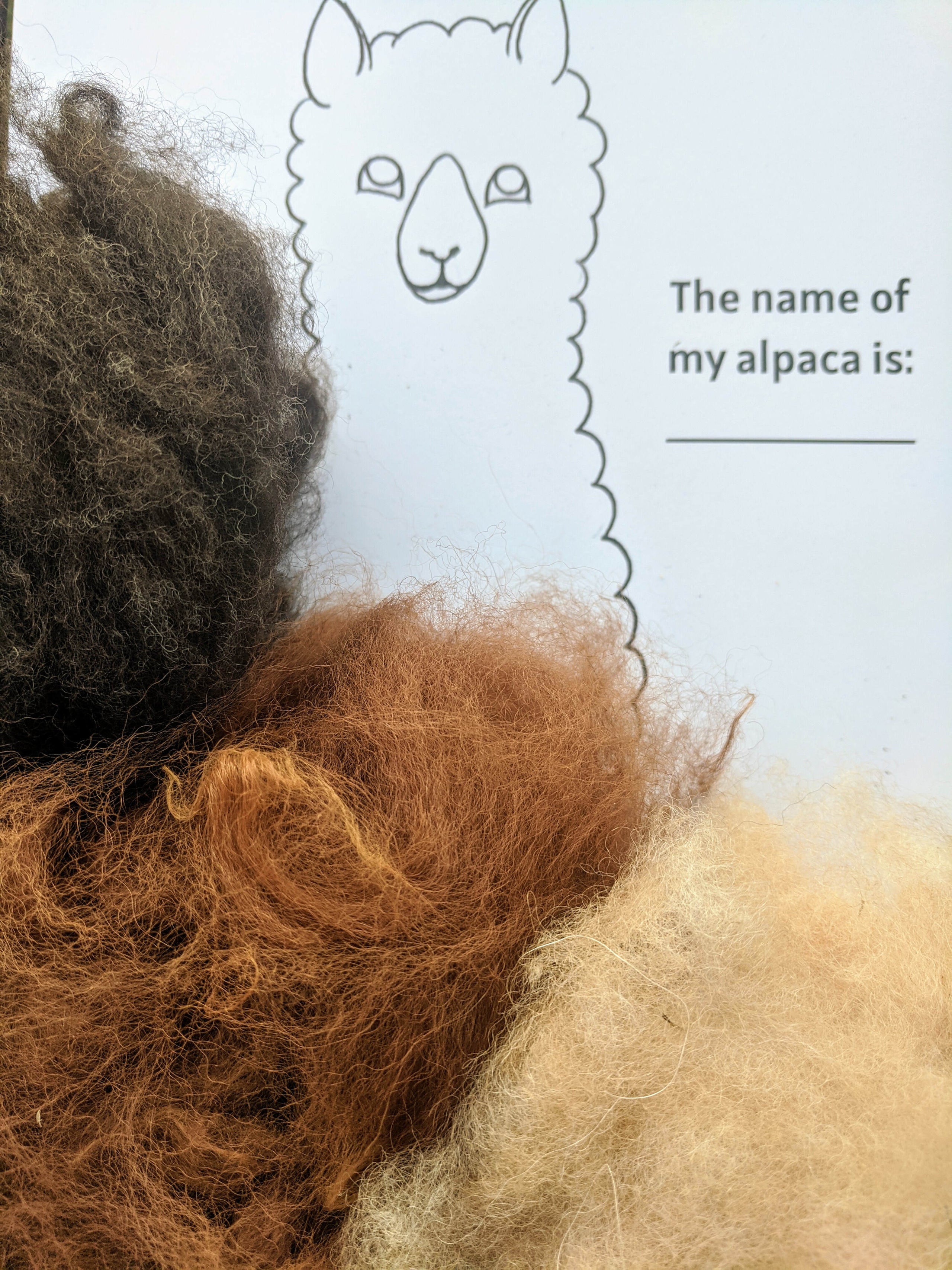 Kids Alpaca Activity Packs | Quentin Park Alpacas & Studio Gallery